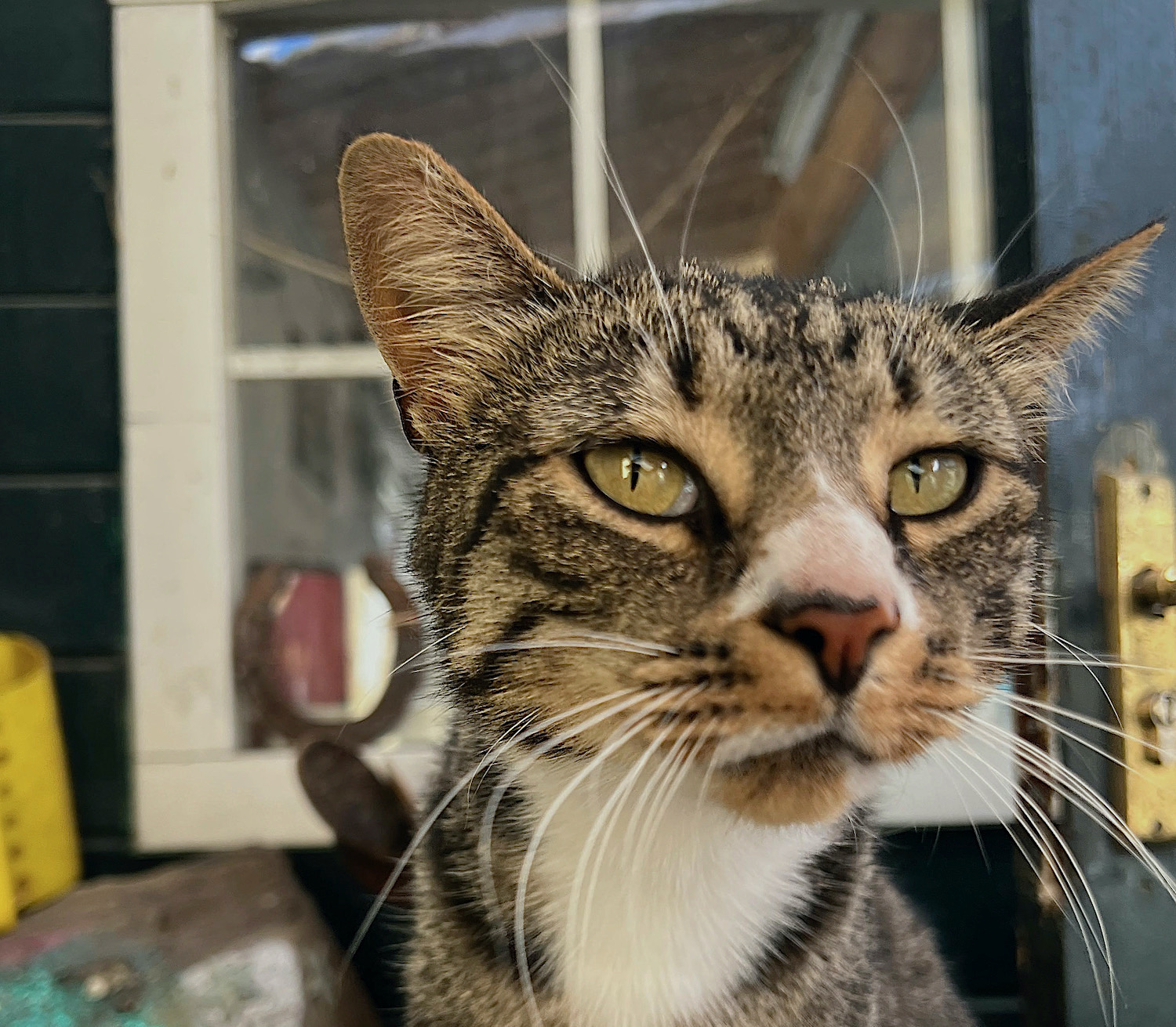 Mister Peter – Oog op Blaricum