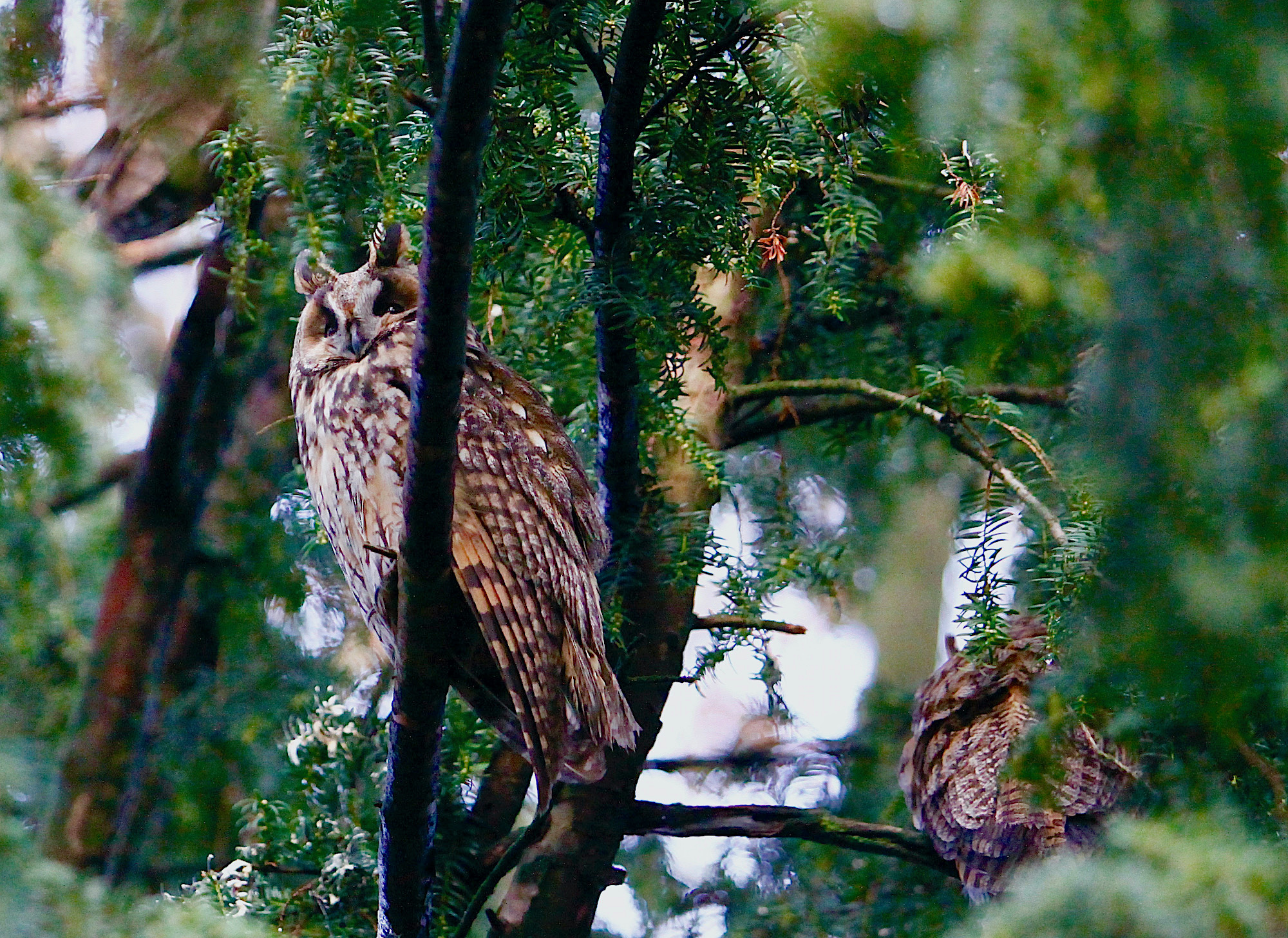 Uilen – Oog op Blaricum
