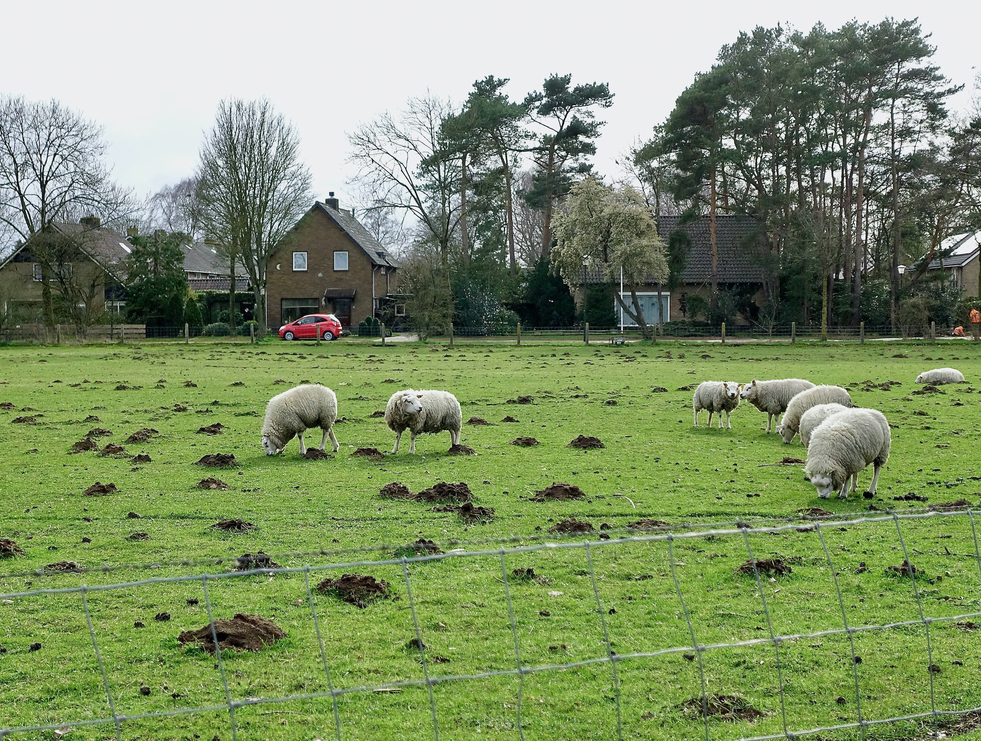 Wollies en mollies – Oog op Blaricum