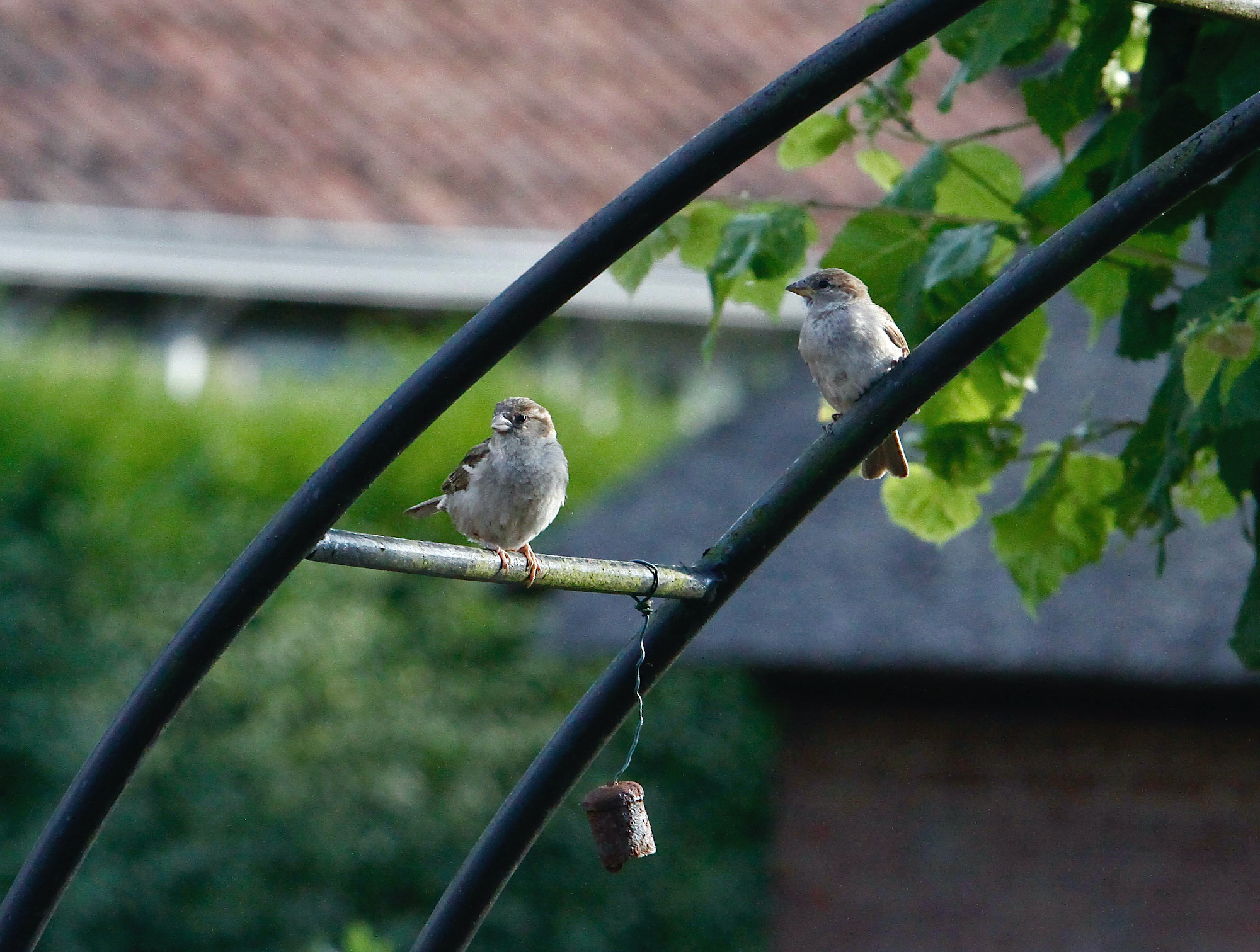 Setje – Oog op Blaricum